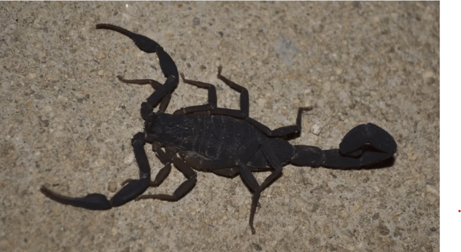 MÉXICO ENCABEZA LA LISTA MUNDIAL DE PICADURAS DE ALACRÁN - Enfasis ...