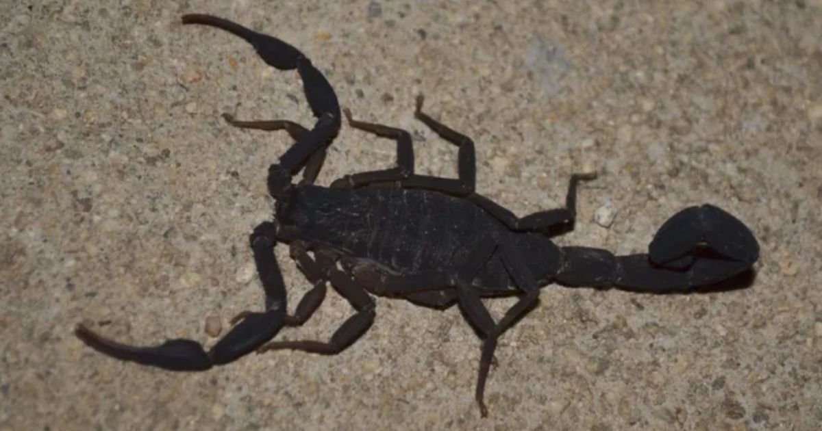MÉXICO ENCABEZA LA LISTA MUNDIAL DE PICADURAS DE ALACRÁN - Enfasis ...