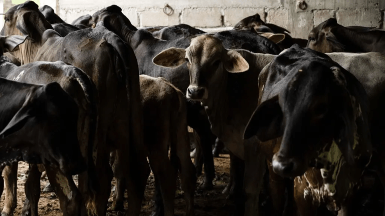 OAXACA REPORTA NUEVOS CASOS DE MIASIS EN PERSONAS - Enfasis Comunicaciones